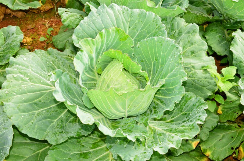 Cabbage bush closeup stock photo. Image of farming, field - 46002794