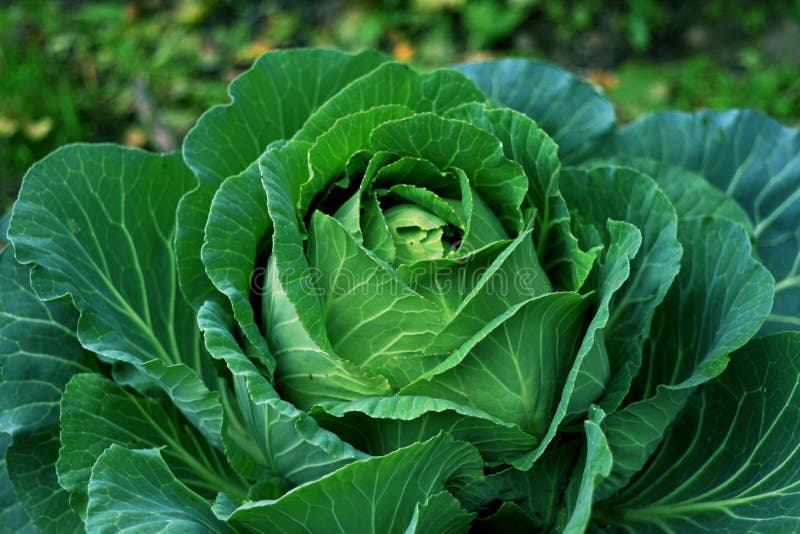 Cabbage stock image. Image of cabbage, beautiful, plant - 65024907