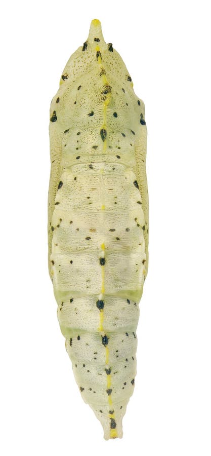 Pupa of Cabbage Butterfly, Pieris Brassicae Stock Photo - Image of ...