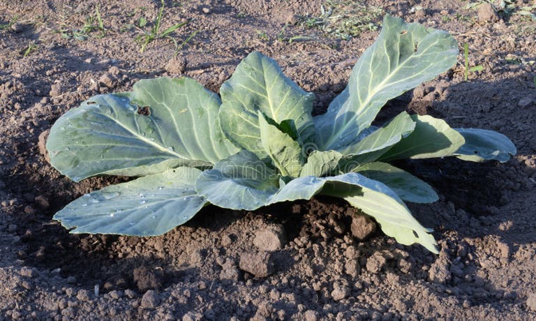 Cabbage stock photo. Image of grass, growth, gardening - 153478508