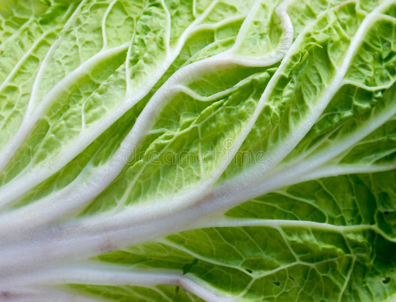 Cabbage. stock image. Image of meals, single, leaf, healthy - 110399483