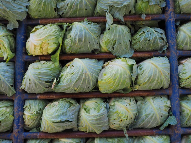 536 Cabbage Transport Stock Photos - Free & Royalty-Free Stock Photos ...