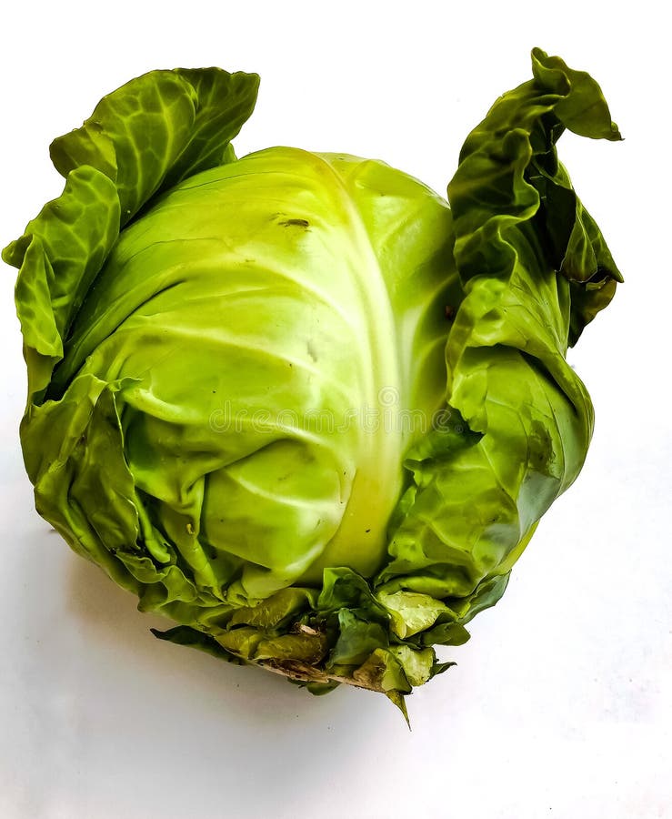 Cabbage from our farm stock photo. Image of captured - 211153004