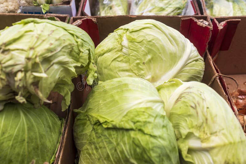 Cabbage in Cardboard Boxes Ready Stock Photo - Image of cardboard ...