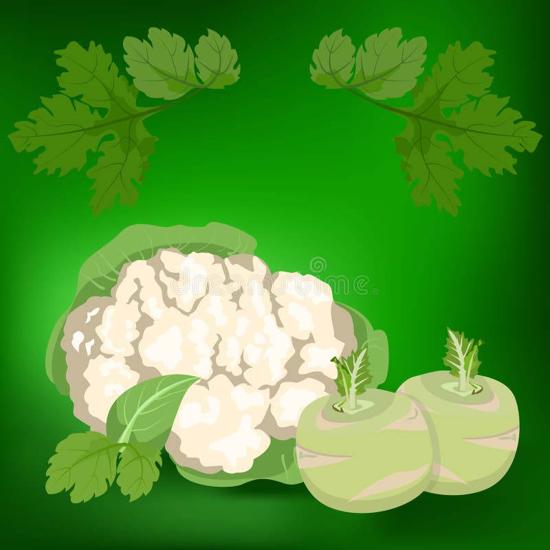 Cabbage, Set of Label Design Stock Vector - Illustration of logo ...