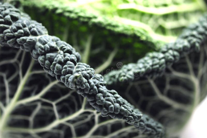Cabbage close-up stock photo. Image of veins, ingredient - 11792198