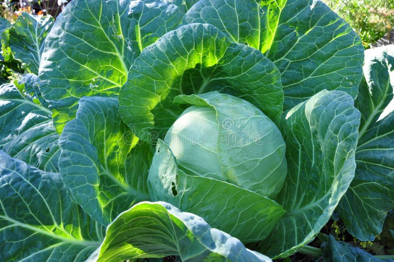 Cabbage. A close up stock image. Image of crackling, cabbage - 15896169
