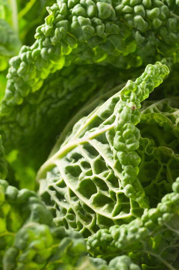 Cabbage close up stock photo. Image of crop, group, groceries - 2815558