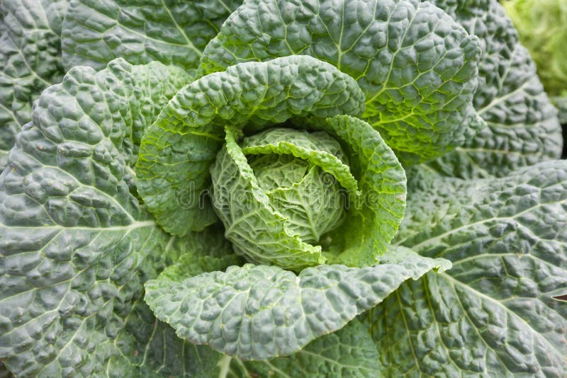 Cabbage close up stock image. Image of source, health - 99628165