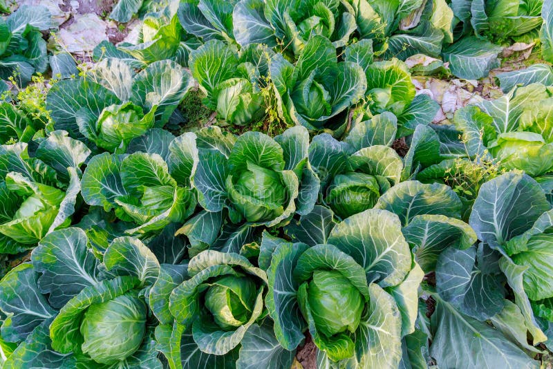 Cabbage Close Up on the Field, a Small Weed Growing between the Cabbage ...
