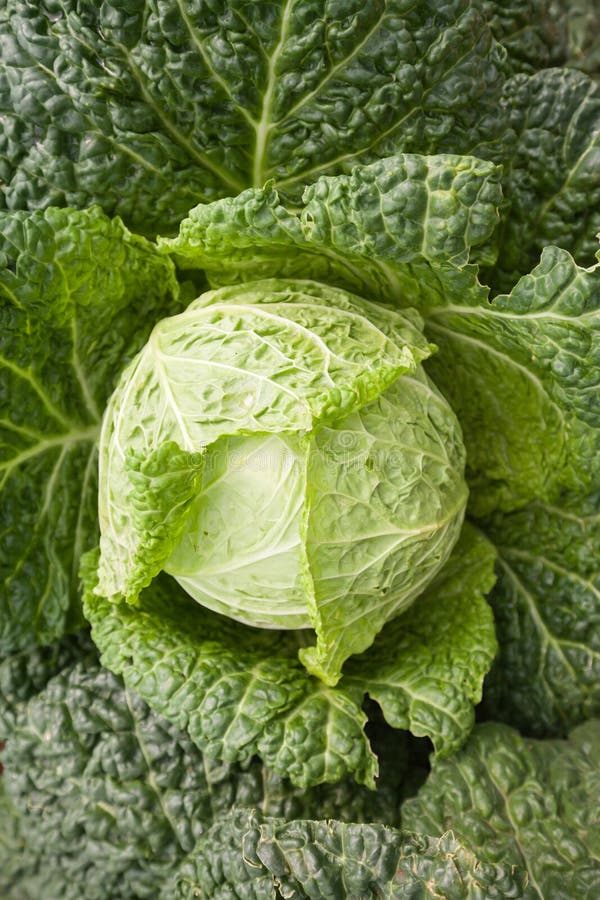 Cabbage close up stock photo. Image of cabbage, vegetable - 99628020