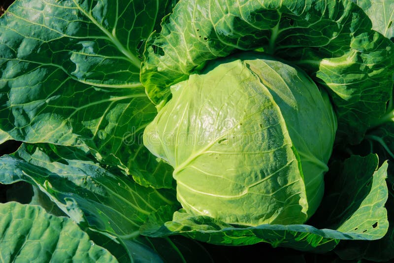 Cabbages stock image. Image of cabbage, vegetable, produce - 29864455