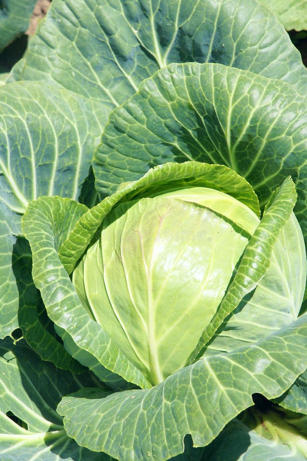 Cabbages stock image. Image of cabbage, vegetable, produce - 29864455