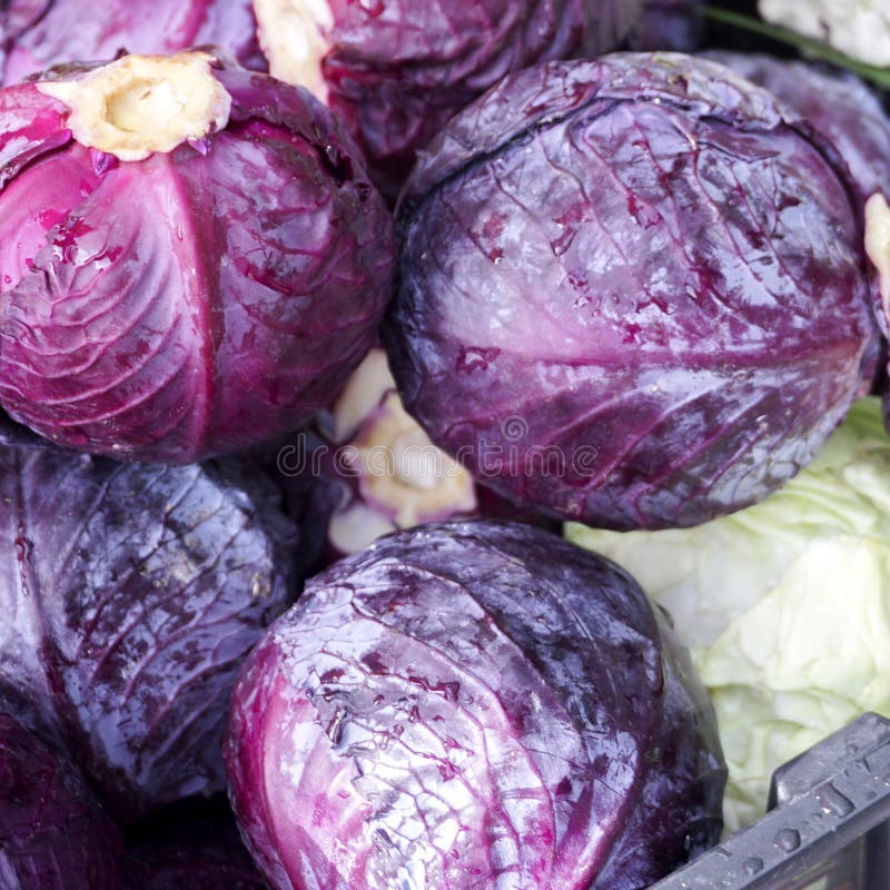 Cabbage stock photo. Image of leaf, growing, healthy - 217436028