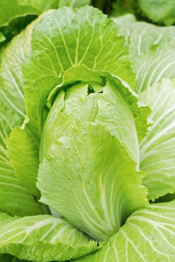 Cabbage stock photo. Image of nature, crop, healthy, garden - 41265304