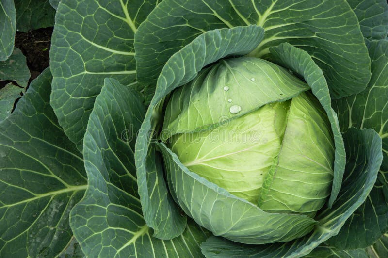 Cabbage closeup stock image. Image of natural, close - 84937705