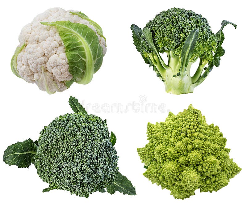 Cabbage Collection stock image. Image of sorts, brussel - 166443583