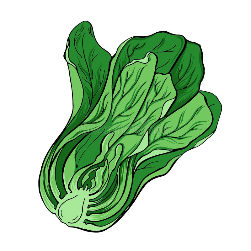 Cabbage or Pak Choi Color Work Stock Illustration - Illustration of ...