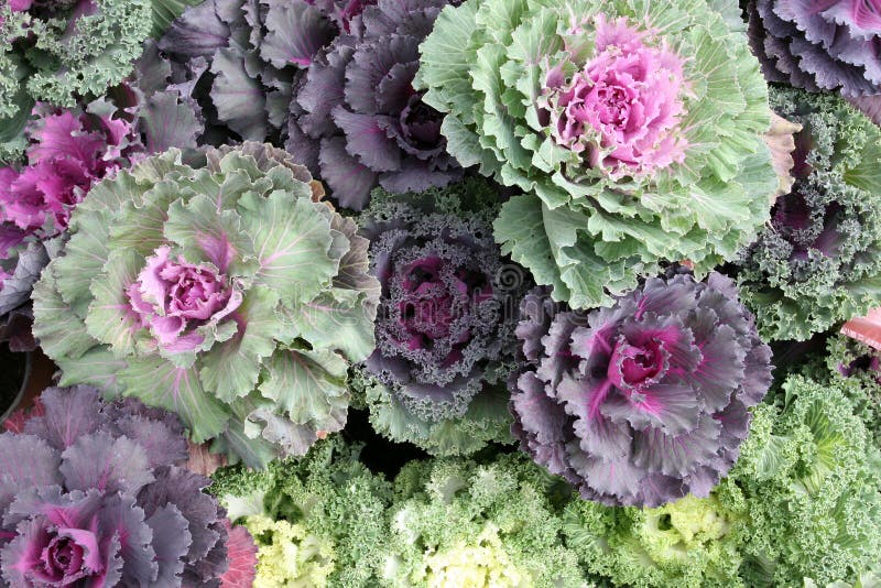 Cabbage stock image. Image of growing, plant, gastronomy - 31893307