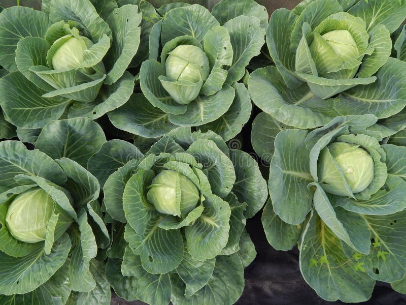 Cabbage crop stock photo. Image of cabbage, crop, meal - 97400484