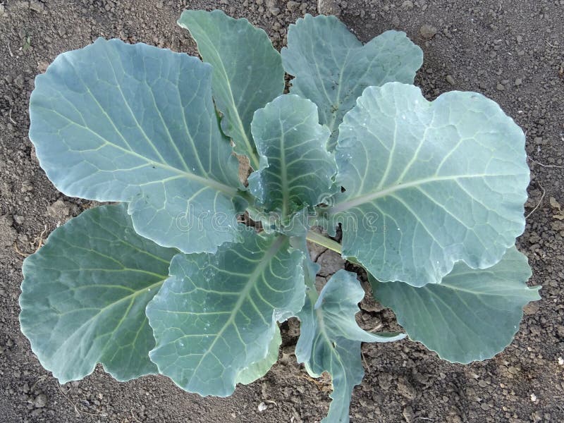 Cabbage Crop Growing, Young Plants Stock Image - Image of edible ...
