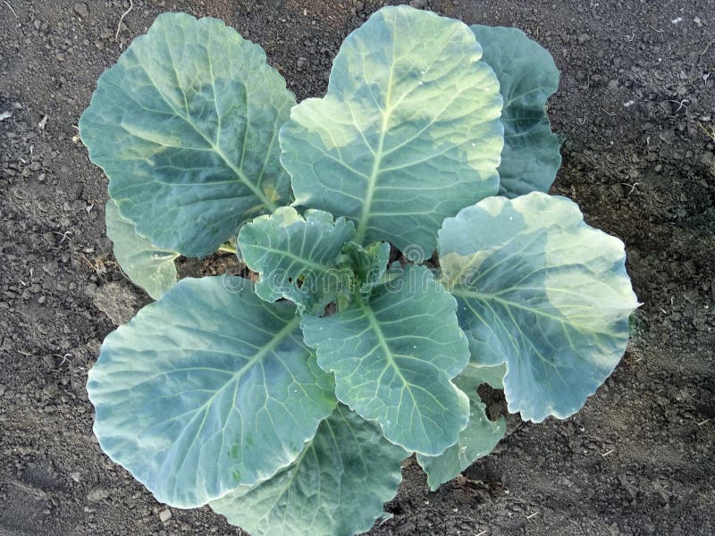 Cabbage Crop Growing, Young Plants Stock Image - Image of leaves ...