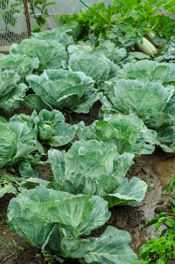 Cabbage crop stock image. Image of ground, agriculture - 31950395