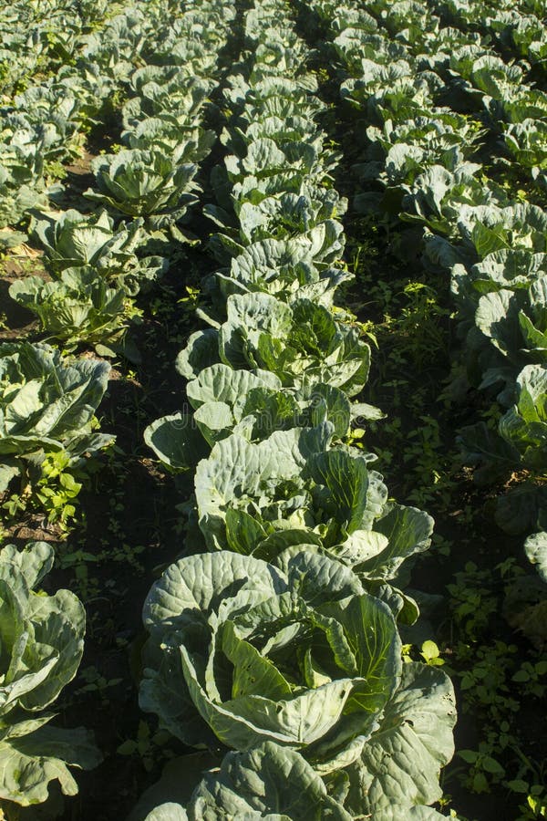 Cabbage crops stock photo. Image of rural, summer, crop - 34502338