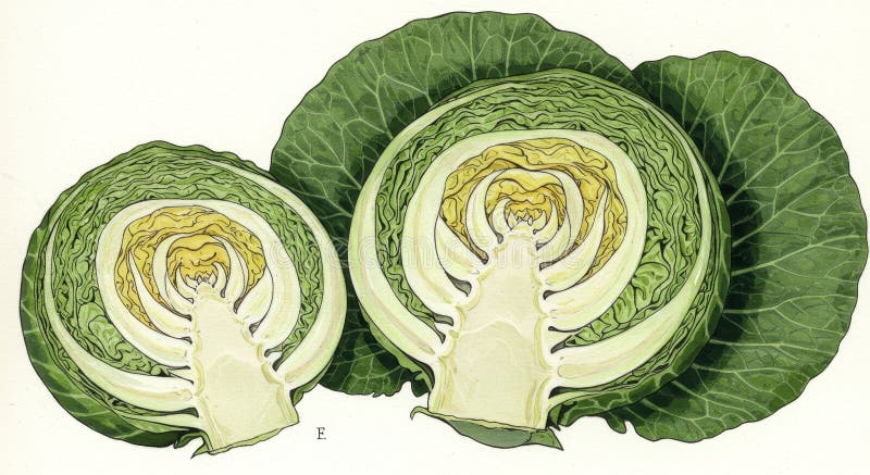 Cabbage Cross Section Illustration Detailed Botanical Illustration of ...