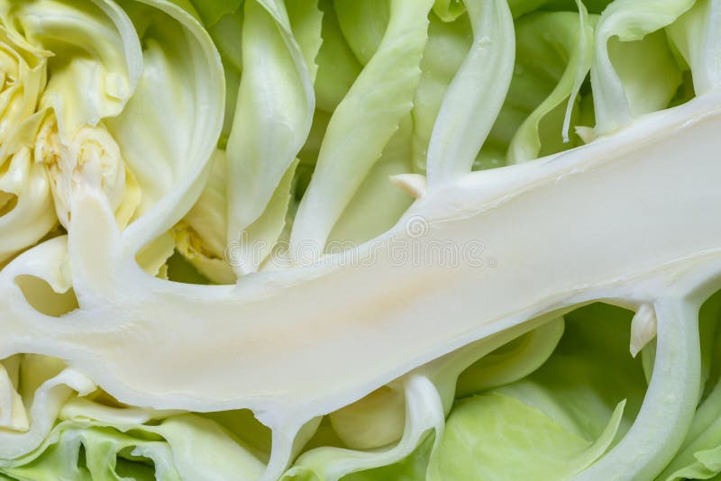 Cabbage Cross-section. White Stem and Green Leaves Revealed by Cutting ...