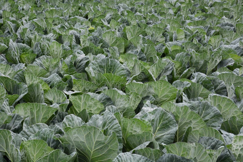 Cabbage cultivation stock image. Image of nutrition - 112432149