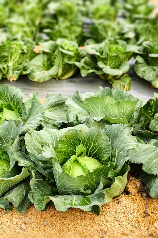 Cabbage cultivation stock image. Image of grow, growing - 72128299