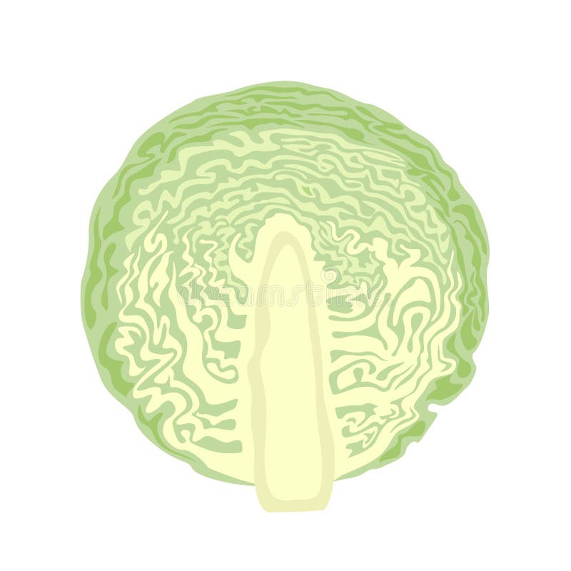 A Slice Of Cabbage And Two Carrots. Graphic Drawing With Colored ...