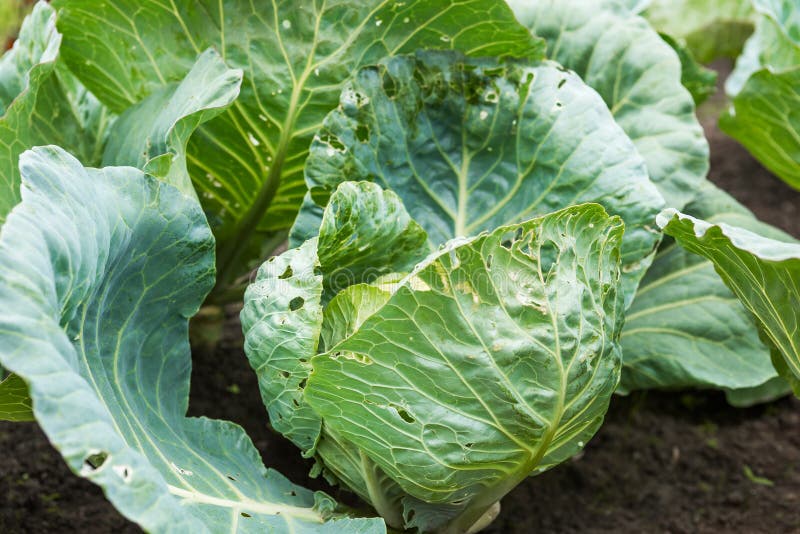 Cabbage Damaged by Insects on the Bed Stock Photo - Image of leaf ...