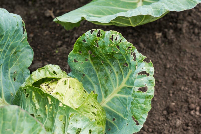 Cabbage Damaged by Insects Pests Close-up. Head and Leaves of Cabbage ...