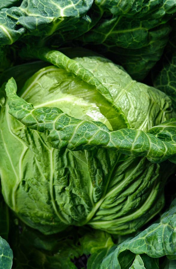 Cabbage, Detail of the Center of the Legume Stock Photo - Image of ...