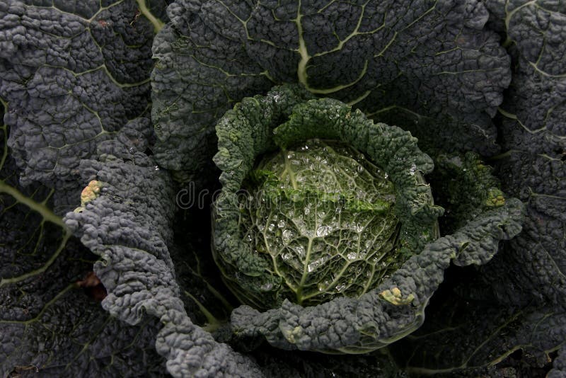 Cabbage stock image. Image of agriculture, leaf, cabbages - 86110539
