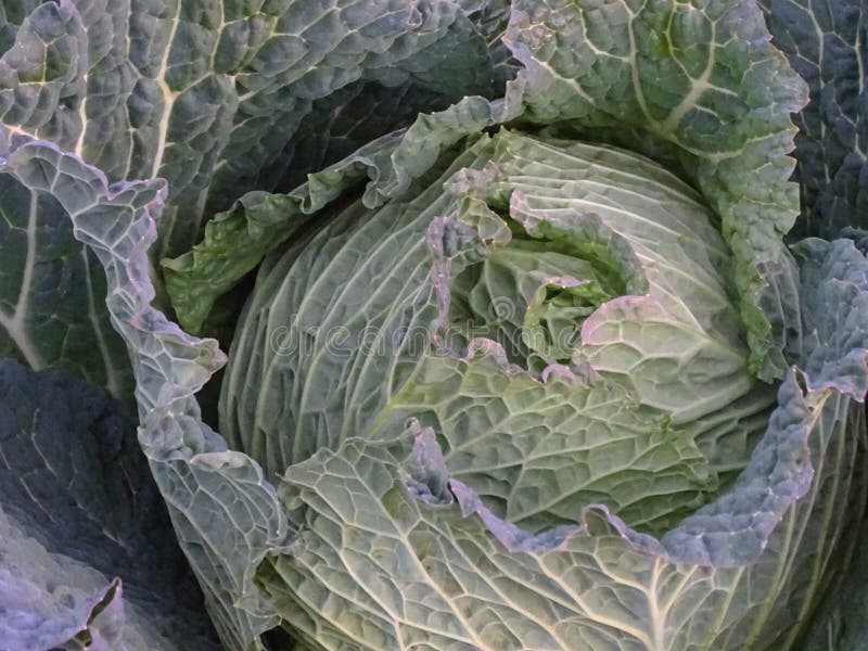 Cabbage in Detail from an Orchard Stock Photo - Image of round, green ...