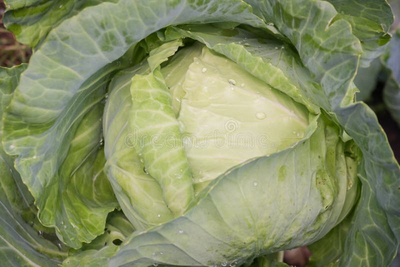 Cabbage stock photo. Image of agriculture, cabbage, diet - 45191978