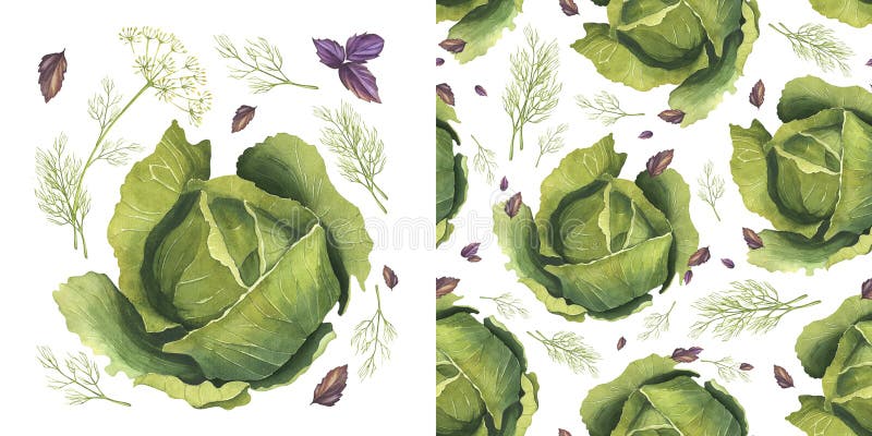 Cabbage with Dill and Purple Basil. Watercolor Set of Isolated ...
