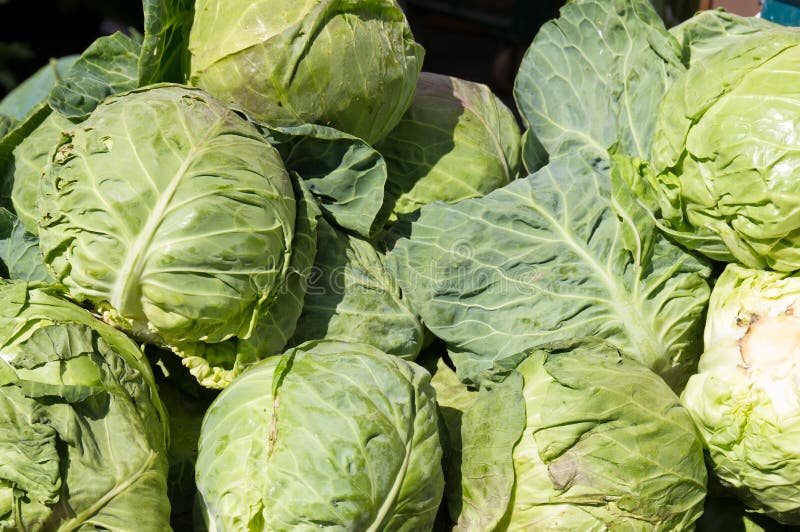 Cabbage on display stock image. Image of produce, vegetables - 20249477