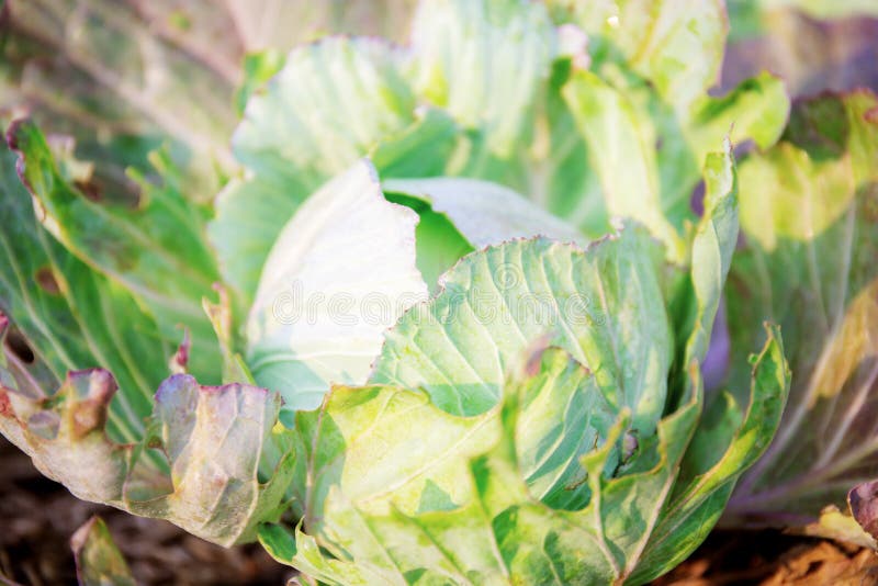 Cabbage of Dried Leaves with Sunrise Stock Photo - Image of farm ...
