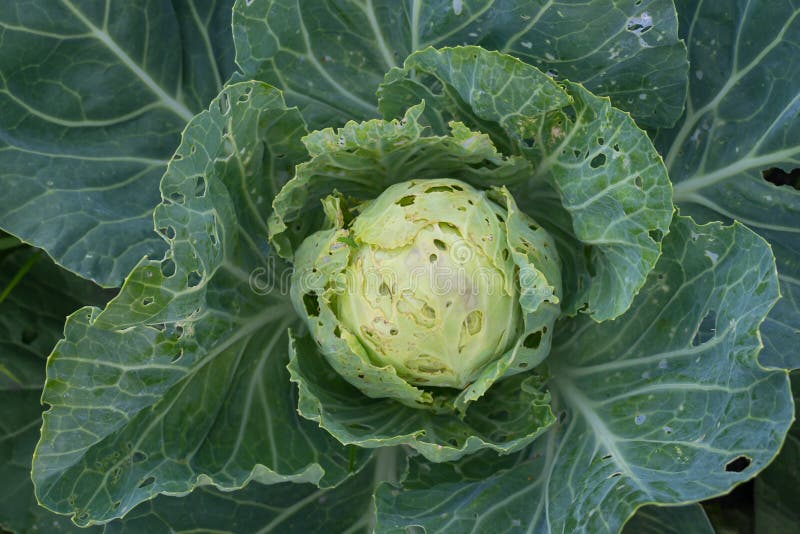 Cabbage Eaten Insects and Pests on an Agricultural Field. Stock Photo ...