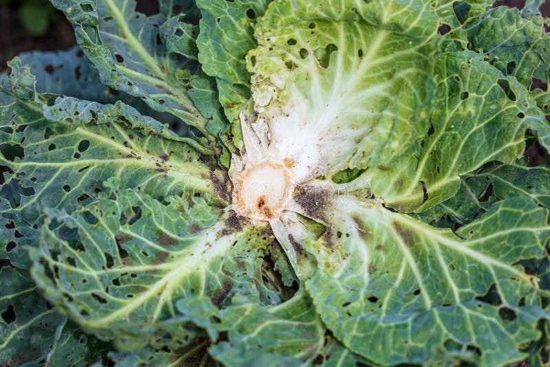 The Cabbage Exploded in the Garden Stock Photo - Image of salad, leaf ...