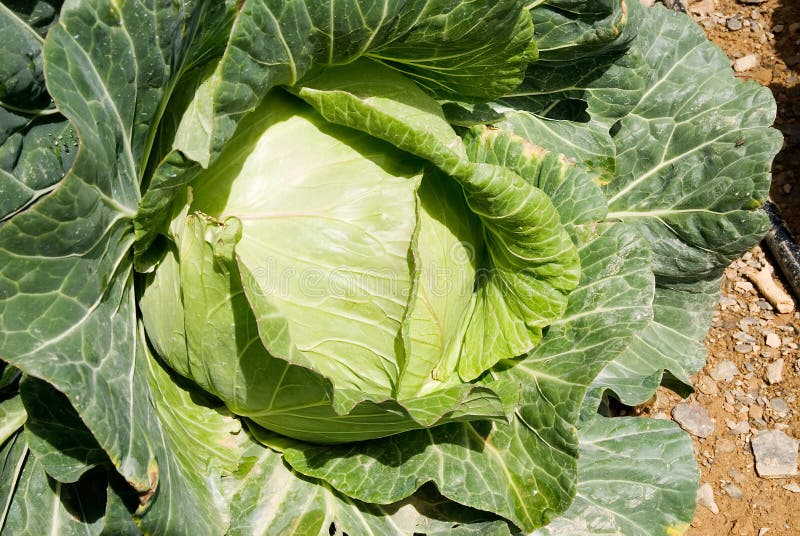 Cabbage farm stock image. Image of green, edible, farming - 10654811