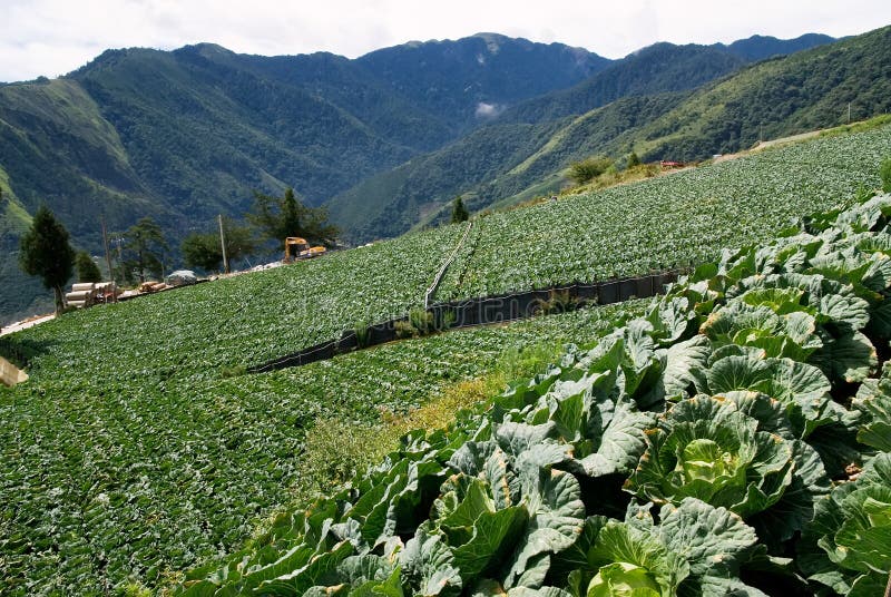 Cabbage farm stock image. Image of agriculture, grow - 10654835