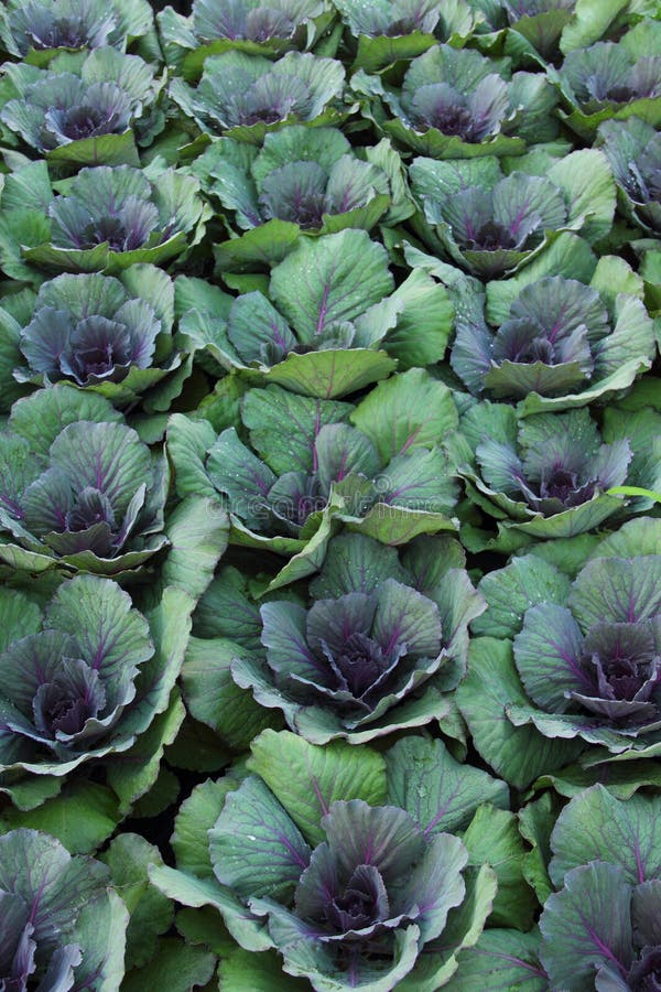 Cabbage farm stock image. Image of fresh, agriculture - 17288197