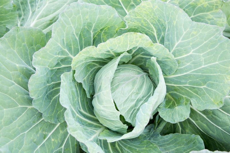 Cabbage farm stock image. Image of vitamin, farming - 192341079