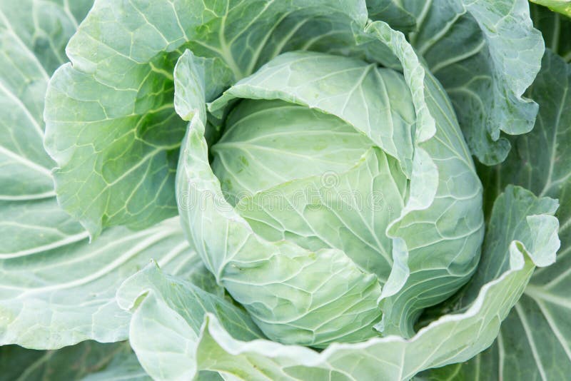 Close Up of Cabbage in Cabbage Farm Stock Photo - Image of cultivation ...