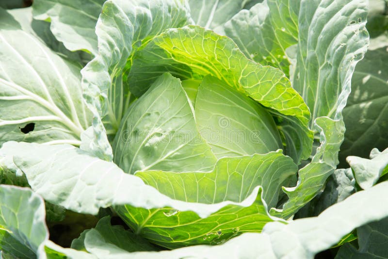 Fresh Cabbage in Cabbage Farm Stock Photo - Image of eating, freshness ...